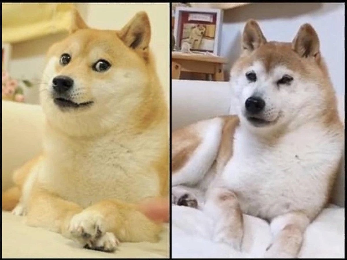 Dogecoin El Perro Japon s Que Se Convirti En El Rostro De Una Dogecoin El Perro Japon s Que Se Convirti En El Rostro De Una